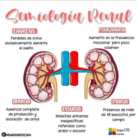 Semiolog A Renal Yudoc Org Udocz