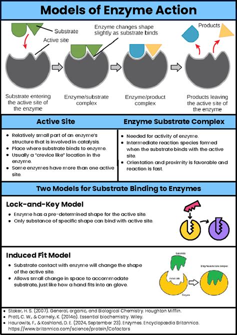 Models Of Enzyme Structure Relatively Small Part Of An Enzyme S