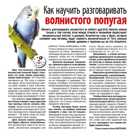 Как быстро научить волнистого попугая говорить