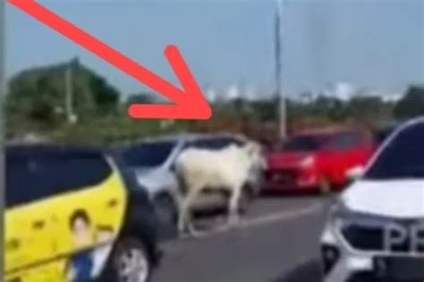 Hendak Disembelih Seekor Sapi Kurban Mengamuk Hingga Kabur Ke Jalan