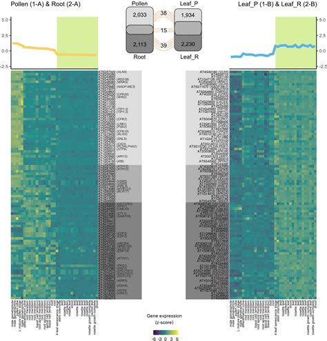 Figure 2 From Coordinated Functional Divergence Of Genes After Genome Duplication In Arabidopsis