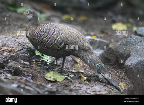 Grey Peacock Pheasant Polyplectron Bicalcaratum In Thailand Stock