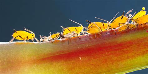 Oplossingen Voor Bladluizen Euroflora