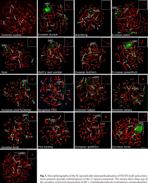Figure 1 From Germline Restricted Chromosomes And Autosomal Variants