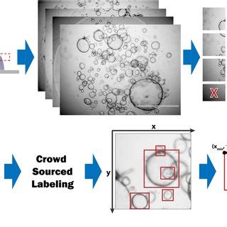 Dataset Creation Workflow A A Single Image Is Captured Using A 4x Download Scientific