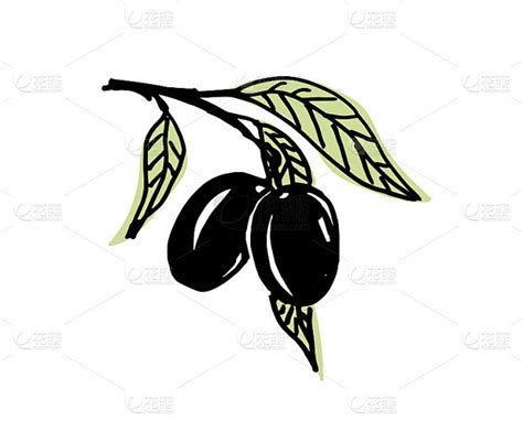 橄榄枝。手绘插图