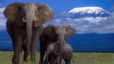 Kilimanjaro Wallpapers Top Free Kilimanjaro Backgrounds Wallpaperaccess