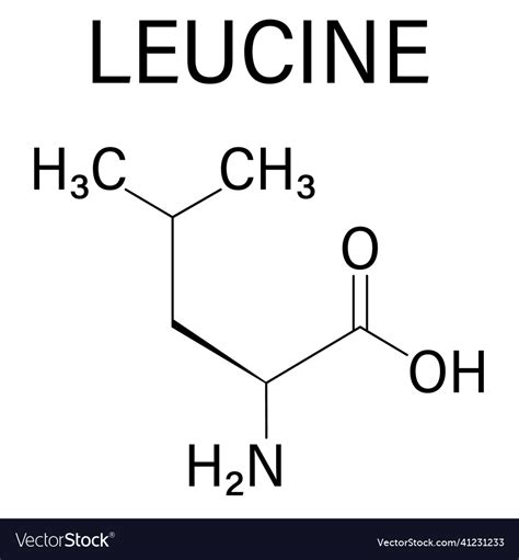 Leucine Amino Acid Molecule Skeletal Formula Vector Image