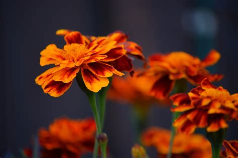 Ringelblume Blumen Garten Kostenloses Foto Auf Pixabay Pixabay