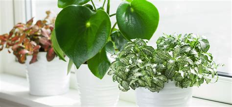 Top 10 Houseplants For Beginners Plantsmith