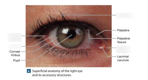 External Eye Anatomy