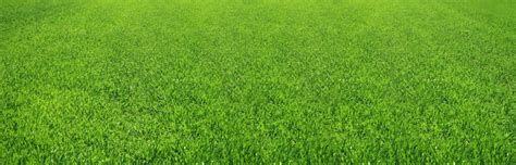 Dead Grass Vs Dormant Grass What Is The Difference Oaklawn Landscaping