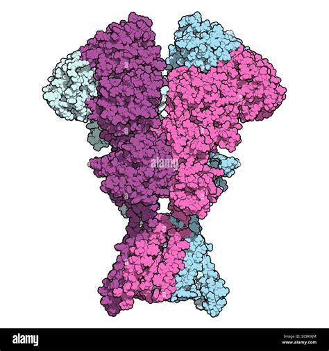 Nmda Receptor