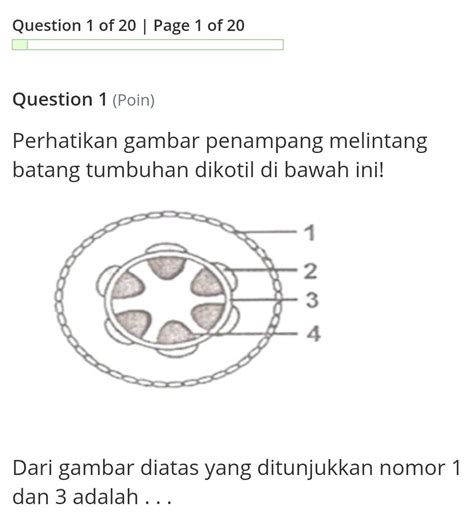 Gambar Penampang Melintang Batang Dikotil