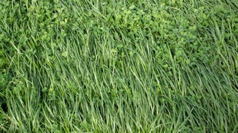 Pros And Cons Of Ryegrass Should You Go For It