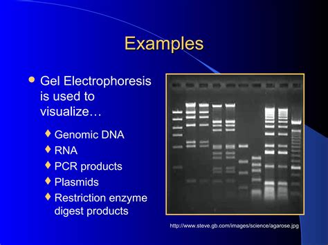 Gel Electrophoresis 08 Ppt