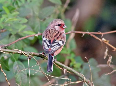 ベニマシコ 2021 01 10 日本の野鳥識別図鑑