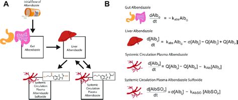 Schematic Representation Of The Model Describing Albendazole And
