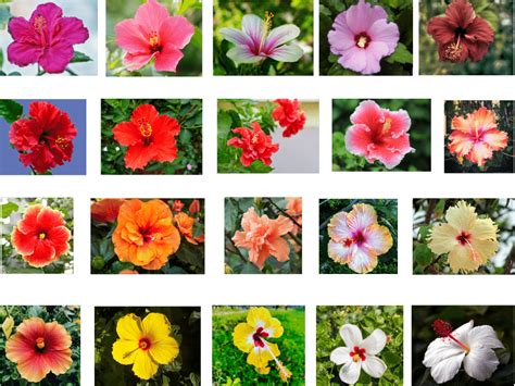 Hibiscus Flower Varieties 41 Different Types Of Hibiscus Varieties For