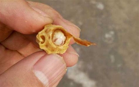 王台是蜂王的巢房大致有这三种了解它们对养蜂生产极为有利