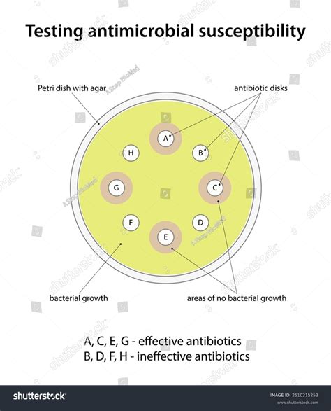Testing Antimicrobial Susceptibility Disk Diffusion Test Stock Vector Royalty Free