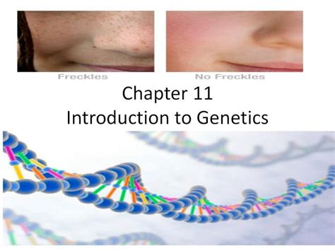 PDF Chapter 11 Introduction To Genetics Mr Haring S