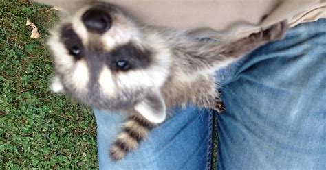 Rocky Raccoon Album On Imgur