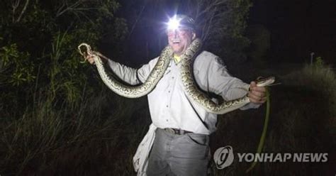 美생태계 교란종 버마왕뱀 추적에 Gps 달린 주머니쥐·라쿤 활용