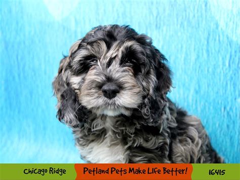 Cockapoo Dog Female Blue Merle 3249522 Petland Pets And Puppies Chicago