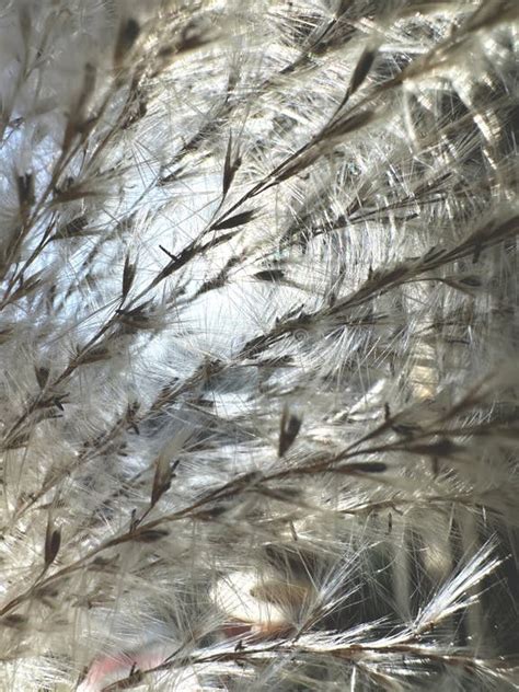 Sunlight Filtering Through Delicate White Feathery Grass Seed Heads Stock Image Image Of