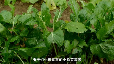 《小森林 秋》—— 7 Th Dish 知乎