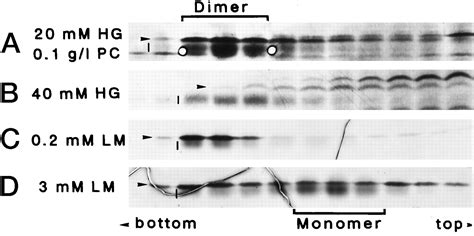Dimer To Monomer Conversion Of The Cytochromeb6 F Complex Journal Of