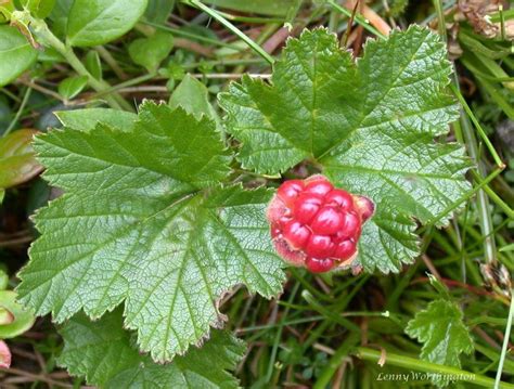 Rubus