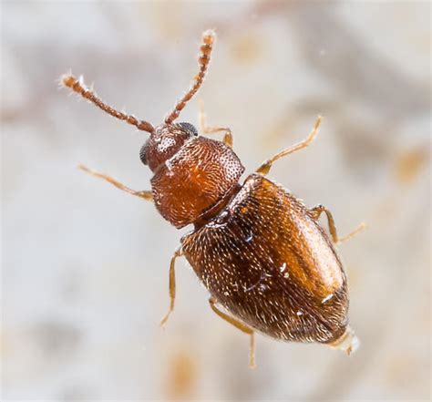 Latridiidae Atomaria Lewisi Bugguide Net