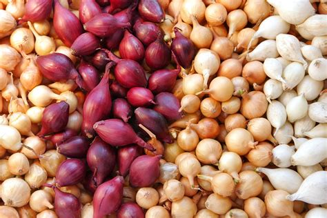 Onion Planting Options Seeds Sets Or Transplants Onion Patch