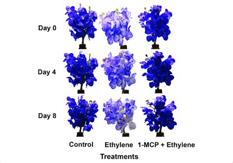How Does Ethylene Affect Flowers At Colby Westlake Blog