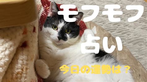 おはようございます😃おハナ坊が新しい遊びを発見？猫占い猫多頭飼い Youtube