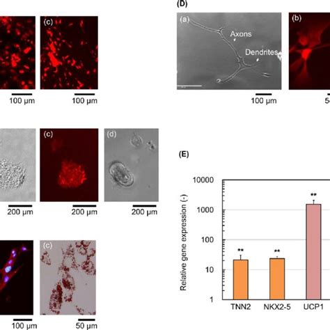 List Of Dna Primers Quantitect Primer Assays Used For Real Time Pcr Download Table