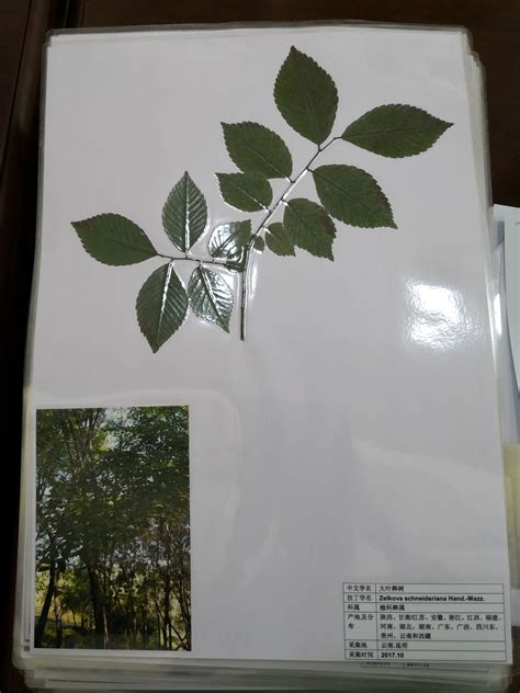 植物藏品 中国（哈尔滨）森林博物馆
