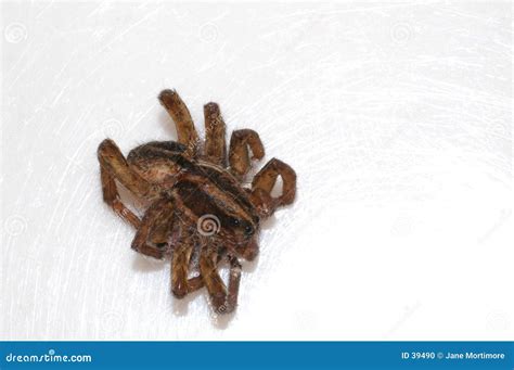 Dead Spider Royalty Free Stock Image 127653496