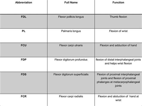 Flexor And Extensor Tendon Laceration Vs Occupational Therapy Pptx