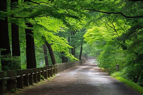나무로 둘러싸인 푸른 숲을 통과하는 포장된 길 경기도 계절 국립 수목원 배경 일러스트 및 사진 무료 다운로드 Pngtree
