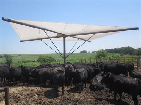 How To Manage Summer Heat Stress In Feedlot Cattle The Cattle Site