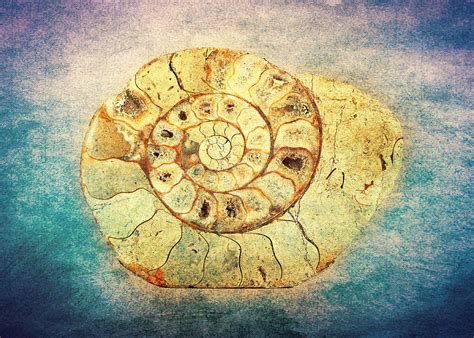Fibonacci Sequence Shell