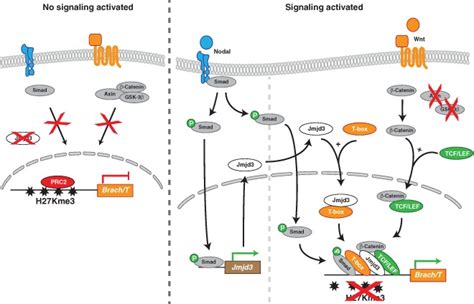 Example Of Extracellular Control Of Transcriptional Regulation Jmjd3