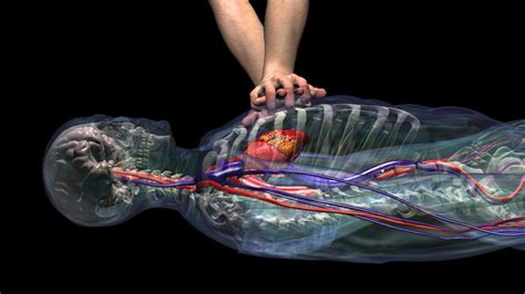 Medical Animation Image Chest Compression By Medflix On Deviantart