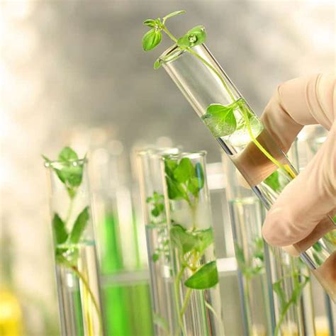 Gmo Testing Either Dna Or Protein Based Envirologix