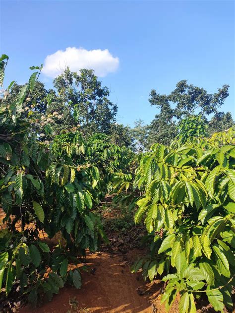 Hội Mua Bán Rẫy Vườn TÂy NguyÊn 1 2ha đât đo Băg Phăng Gíá 1ty Bao Bia Easin Krong Buk