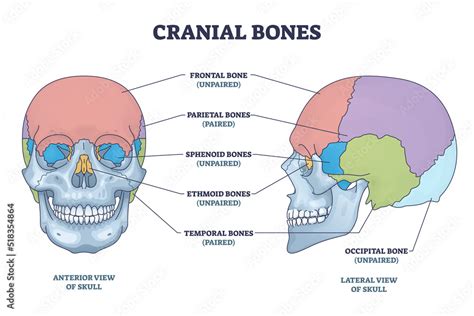 Poster Cranial Bones Anatomy And Skull Skeleton Medical Division