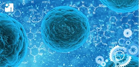 思迪拜尔（北京）生物技术有限公司